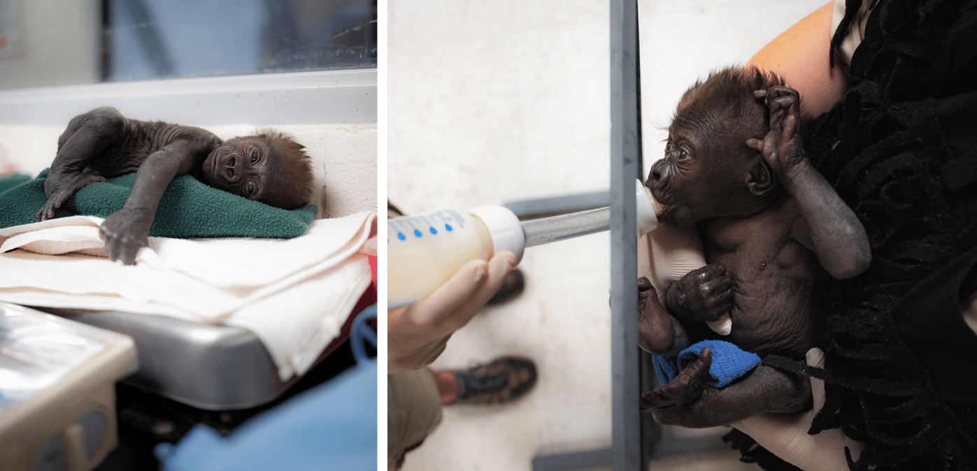 Beyond Human: Premature Infant Gorilla Receives Life-saving Neonatal Care